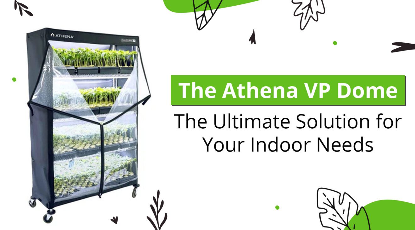 The Athena VP Dome: The Ultimate Solution for Your Indoor Needs - Jons ...